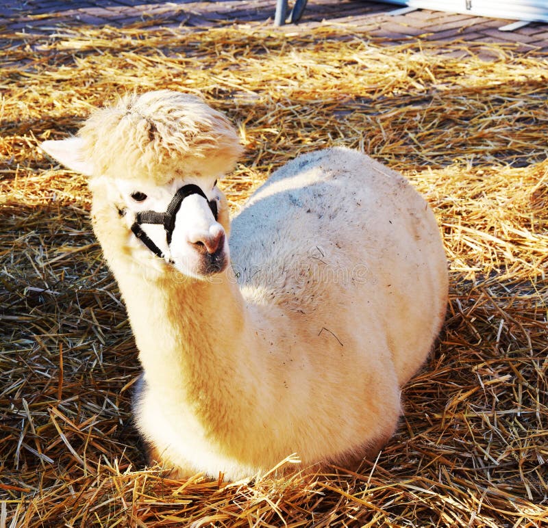 Lama stock image. Image of village, lama, yard, italy - 84342005