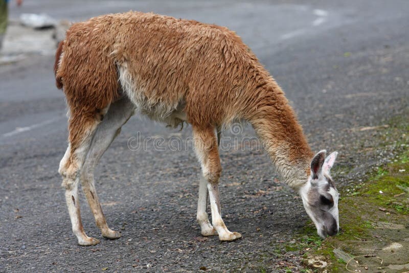 Lama, Welche Nach Nahrung Sucht Stockfoto - Bild von gesicht, wildnis ...