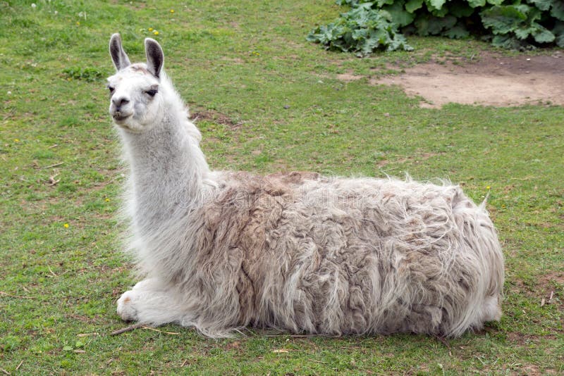 Lama stock photo. Image of goats, mammal, gehege, grass - 42590484