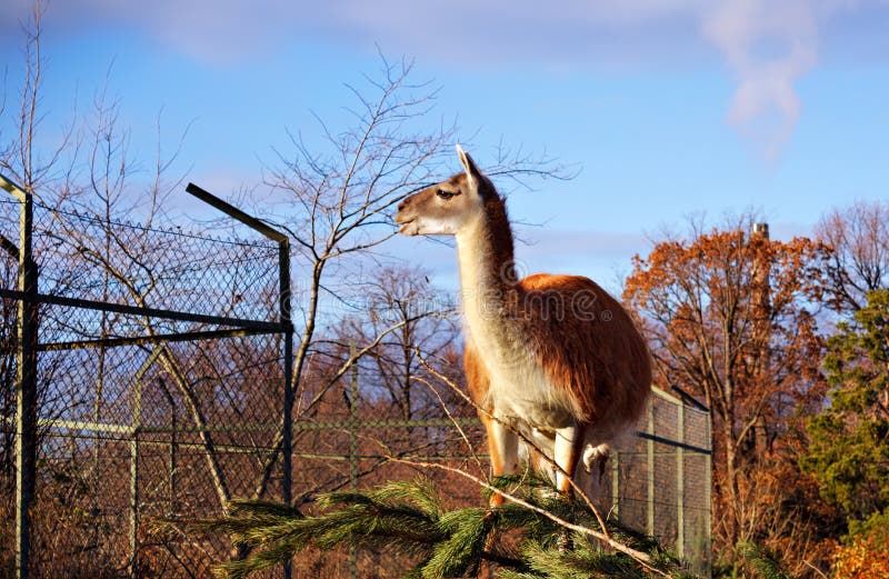 Lama in Zoo stock photo. Image of park, head, creature - 28897456