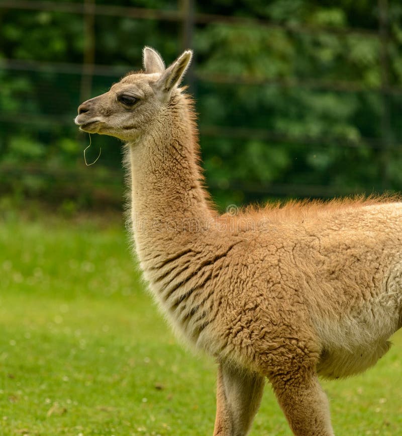 Lama in the Zoo Chewing Hey Stock Image - Image of llama, chile: 165649741