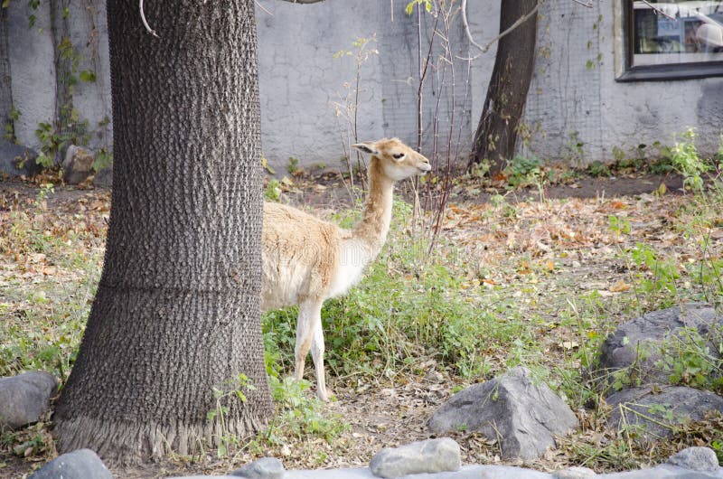 Lama in zoo stock photo. Image of closeup, country, beast - 39076910
