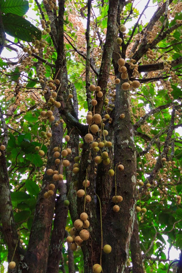 Patoh Thailand Stock Photos - Free & Royalty-Free Stock Photos from ...