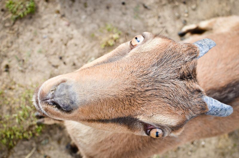 LaMancha Goat stock image. Image of baby, young, earless - 20044965