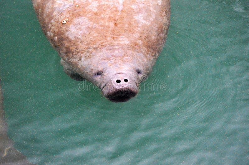 Lamantin image stock. Image du lamantin, éléphant, sceaux - 111454257