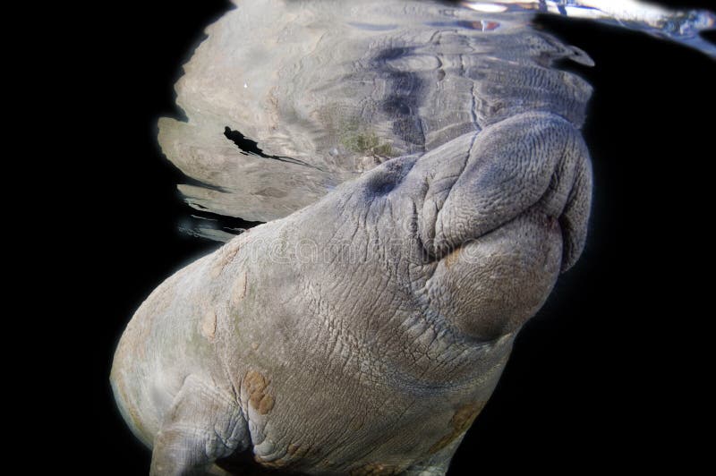 Lamantin photo stock. Image du lamantin - 23829612