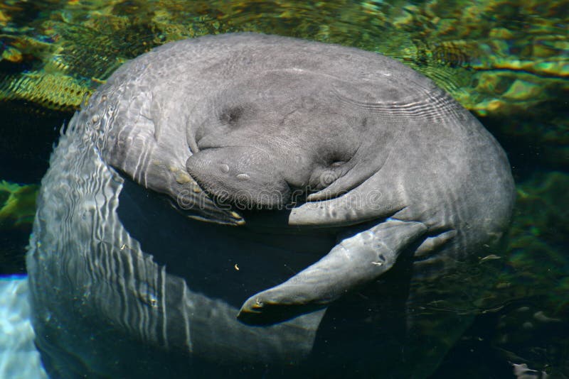 Lamantin Photos stock - Image: 277963