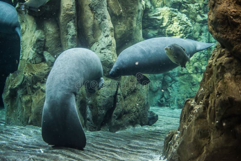 Vache Marine Nageant Sous L'eau Image stock - Image du photographie ...