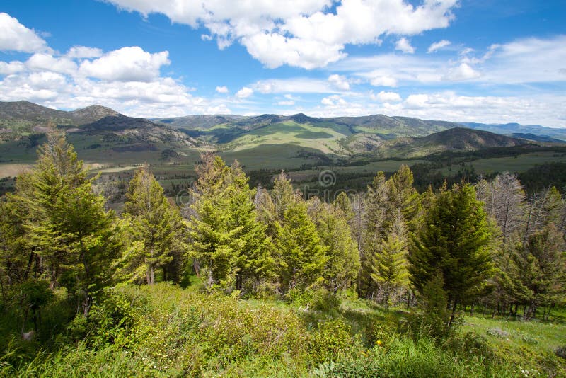 Lamar Valley in Yellowstone Stock Photo - Image of grass, stunning ...