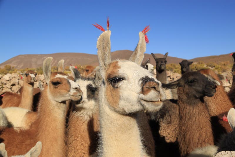 Lamas in den Anden stockbild. Bild von lama, bauernhof - 82613817