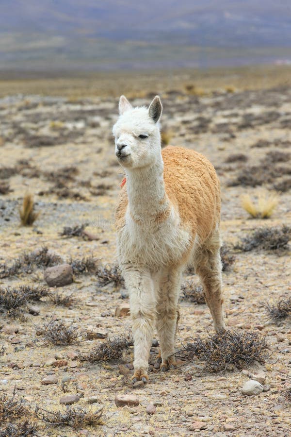Lamas in Andes,Mountains stock photo. Image of cute - 264070428