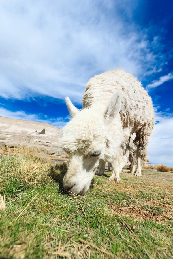 Lamas in Andes,Mountains stock image. Image of domestic - 264070579