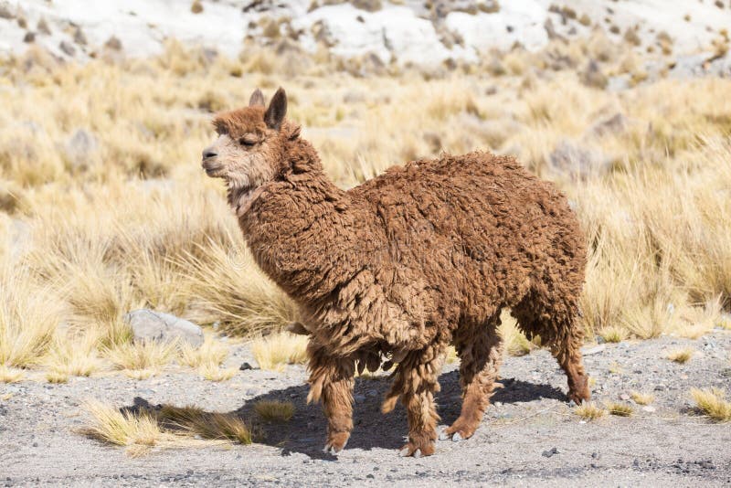 Lamas in Andes,Mountains stock image. Image of llama - 264072833
