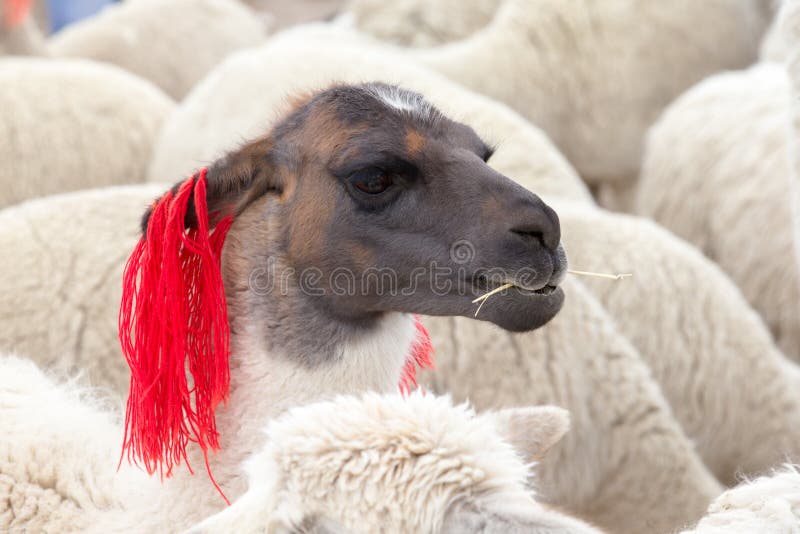 Lamas in Andes,Mountains stock image. Image of animal - 268625841