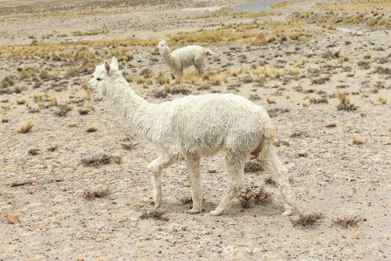 Lamas in Andes,Mountains stock photo. Image of inca - 269055550