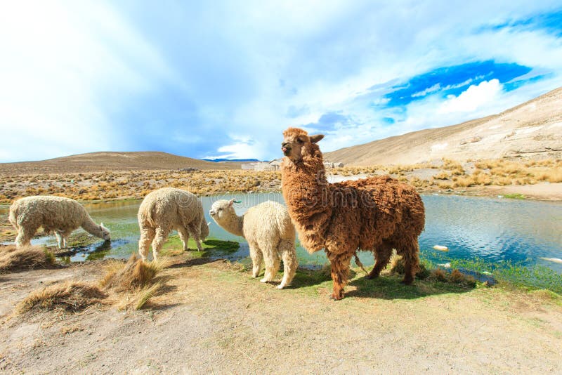 Lamas in Andes,Mountains stock image. Image of farming - 269138667