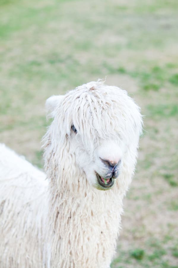 Lamas in Andes,Mountains stock photo. Image of andean - 269612724