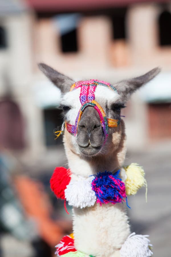 Lamas in Andes stock photo. Image of cultivation, farming - 270533690