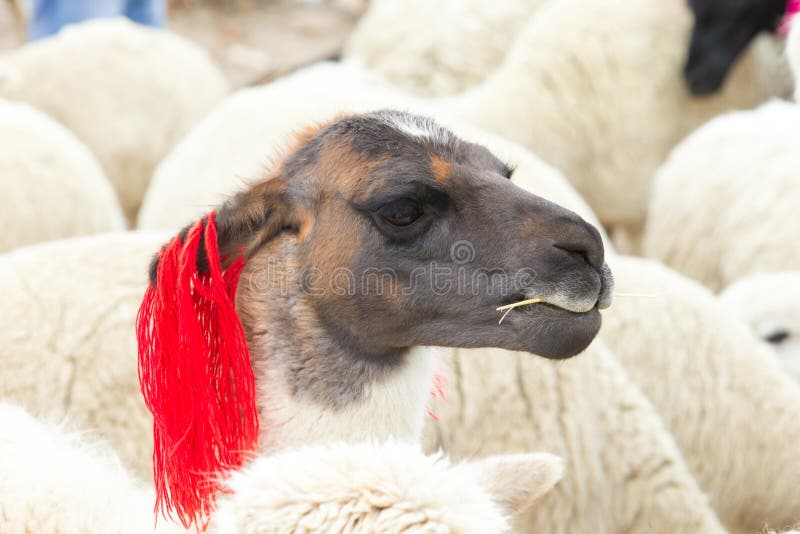 Lamas in Andes,Mountains stock photo. Image of cute - 268362006