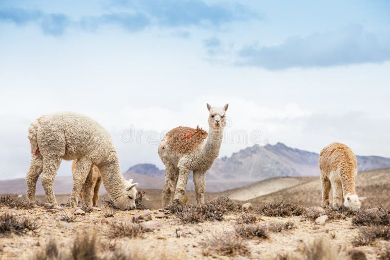 Lamas in Andes,Mountains stock image. Image of group - 268728369