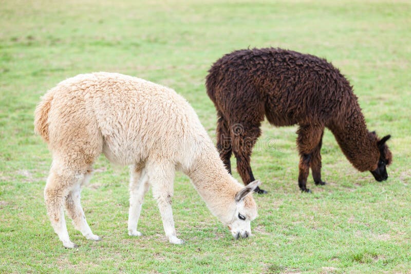 Lamas in Andes,Mountains stock photo. Image of domestic - 269031650