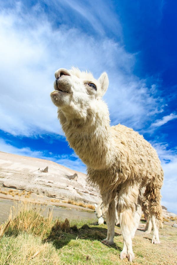 Lamas in Andes,Mountains stock photo. Image of domesticated - 269186286