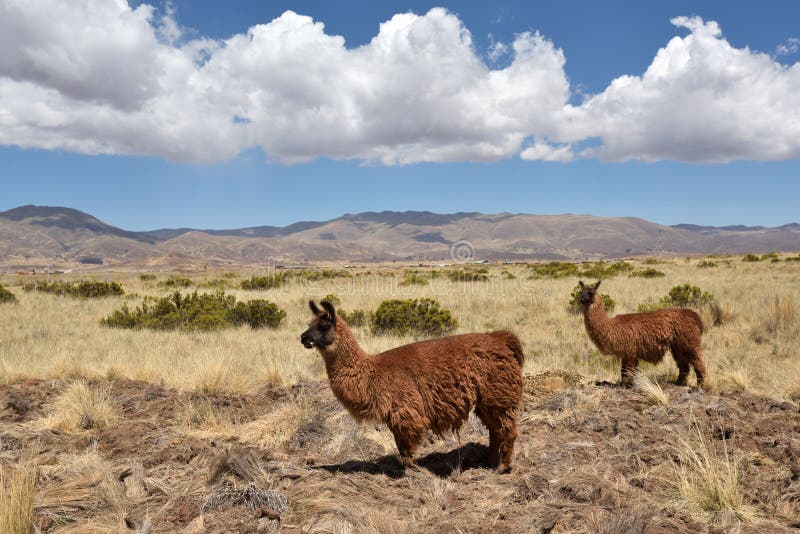 Lamas in Andes Mountains, Peru Stock Photo - Image of llama, alpaca ...