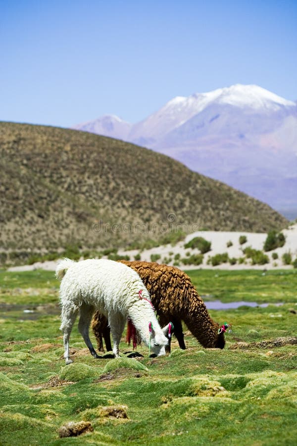Lama, Bolivien stockfoto. Bild von wildnis, peru, ruhe - 13885504