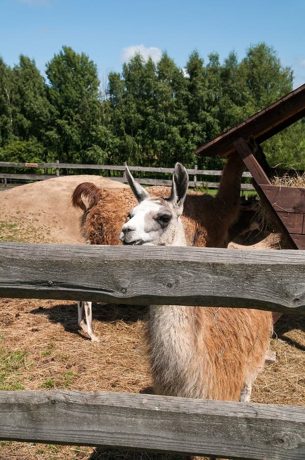 Lamas stock image. Image of lama, trees, sunny, farm - 38414955