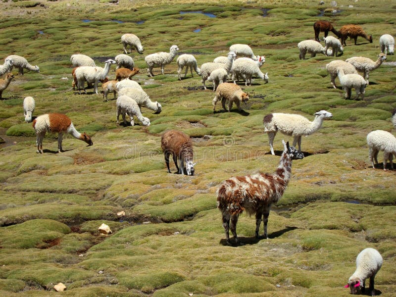 Lamas dans les Andes image stock. Image du fibre, animaux - 22010453