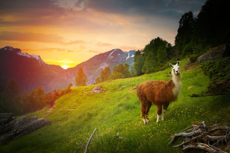 Lamas in den Bergen stockfoto. Bild von bergen, lamas - 43284444