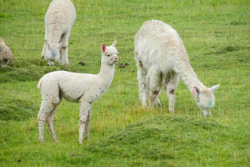 Lamas on Green Grass Meadow Stock Photo - Image of domesticated ...