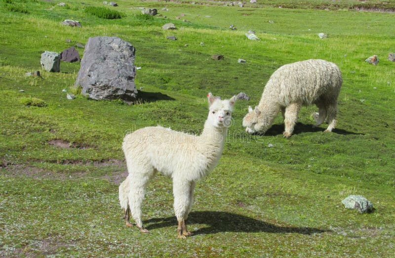 Lama eats green grass stock image. Image of farm, andes - 79030437