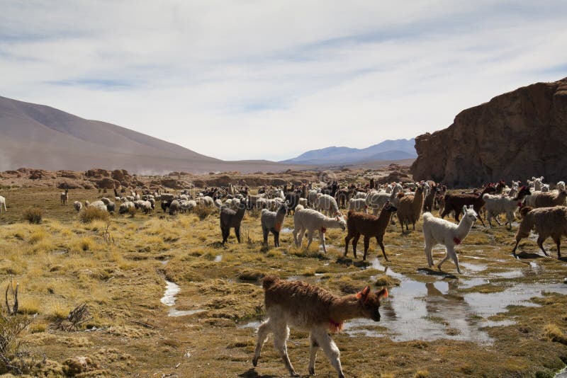 Lamas at the highlands stock photo. Image of america - 36924112