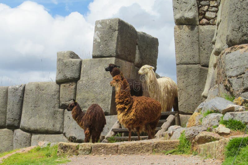 Lamas in inca ruins stock photo. Image of cute, crossing - 93583582