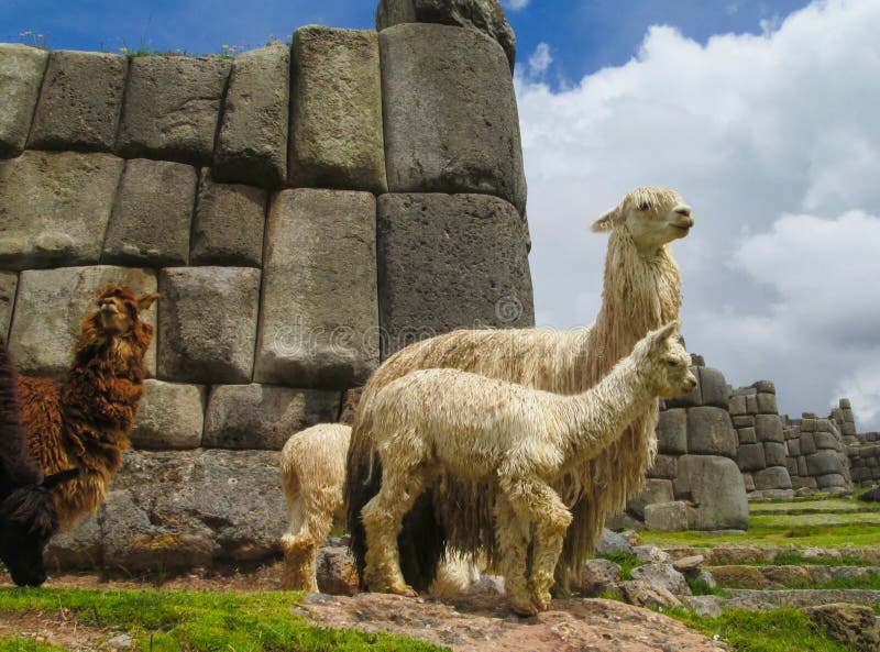 Lamas in inca ruins stock photo. Image of crossing, inca - 93583588