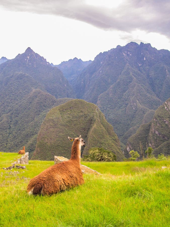Lamas in Machu Picchu, Peru Stockfoto - Bild von peruanisch, lama: 94460592