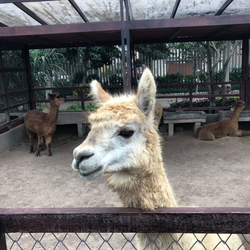 Lamas in Peru stock image. Image of lamas, animal, peru - 243018119