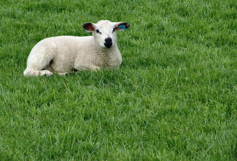 Lamb stock photo. Image of laying, peaceful, lamb, meadow - 9000