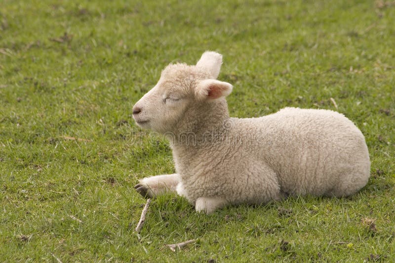 Lamb 1 stock image. Image of wool, young, animal, white - 713685