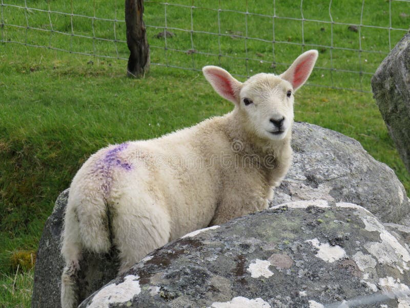 Lamb stock photo. Image of animals, purple, lamb, nature - 118814104