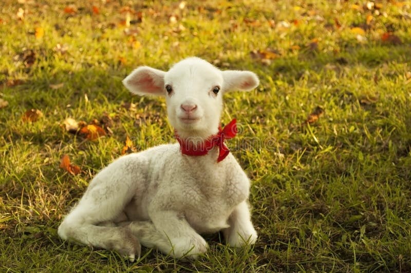 Lamb stock image. Image of naive, leaves, agricultural - 11916849