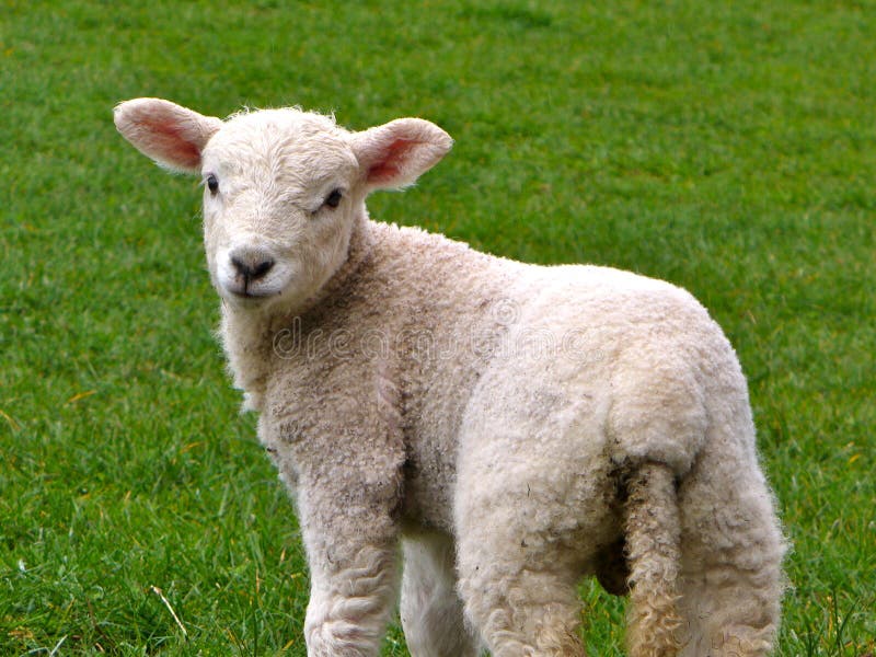 Lamb stock image. Image of dutch, field, frolic, nature - 14214889
