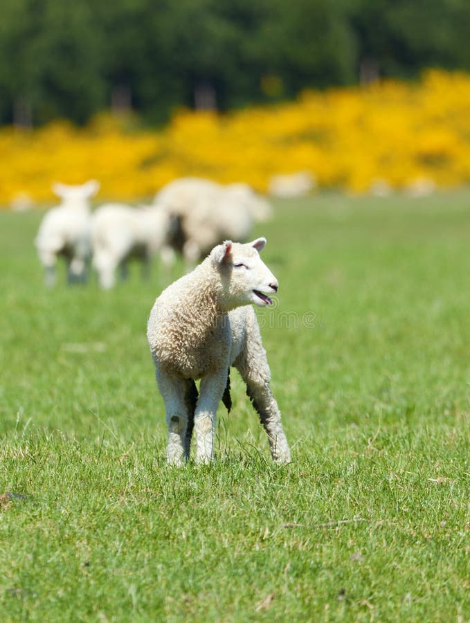 Cute young sheep stock image. Image of sheep, lamb, curious - 16646849