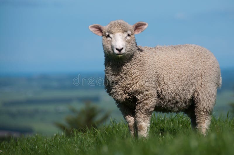 Wicklow Mountain Cheviot Sheep Frontal Portrait Stock Image - Image of ...