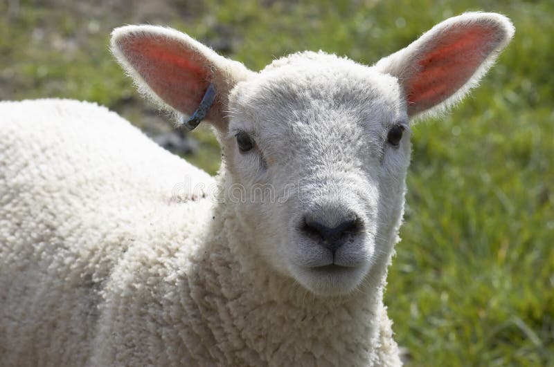 14,046 Head Lamb Stock Photos - Free & Royalty-Free Stock Photos from ...