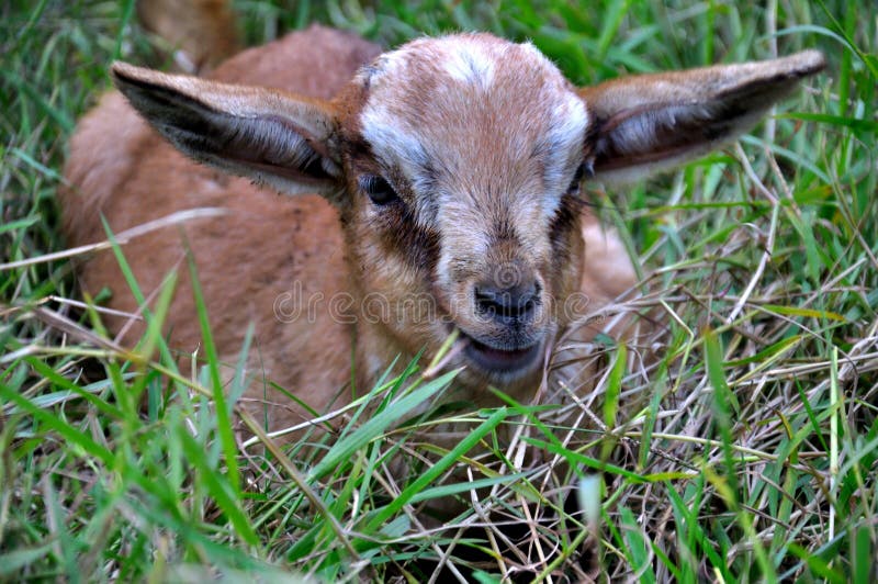 Baby lamb laying down stock image. Image of laying, wool - 144441275