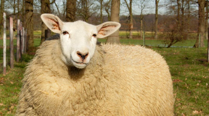 Lamb Picture. Image: 4324707