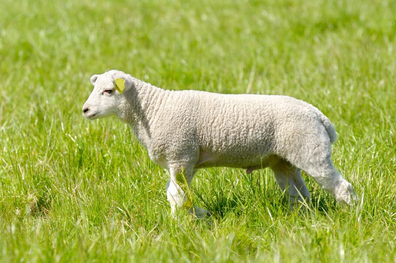Profile Of A Lamb Picture. Image: 2502041