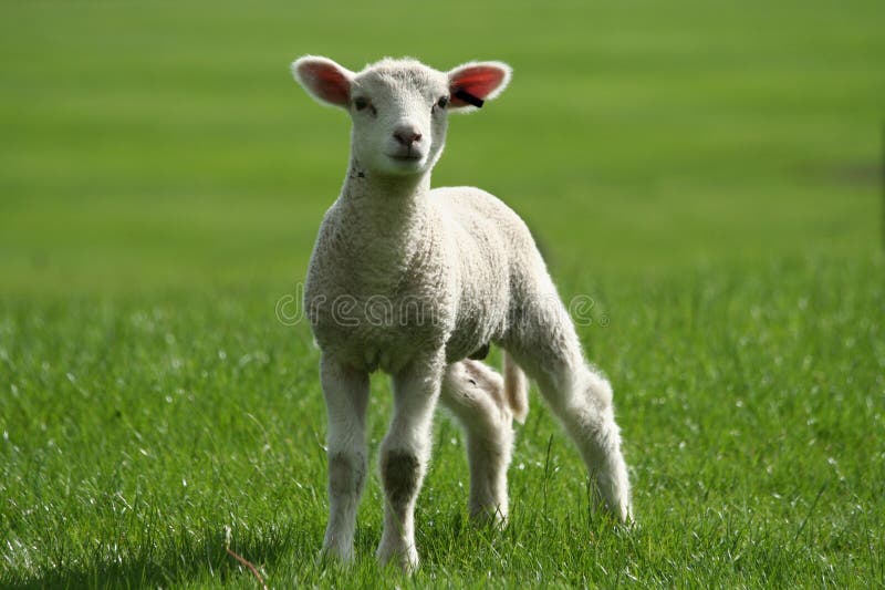 Lamb stock photo. Image of animal, lamb, sheep, innocence - 6827906